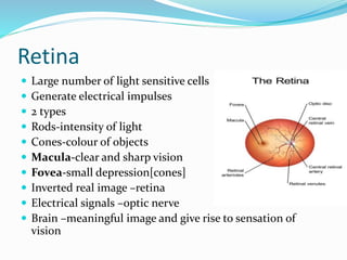 anatomy of eye and its medicolegal importance | PPTX