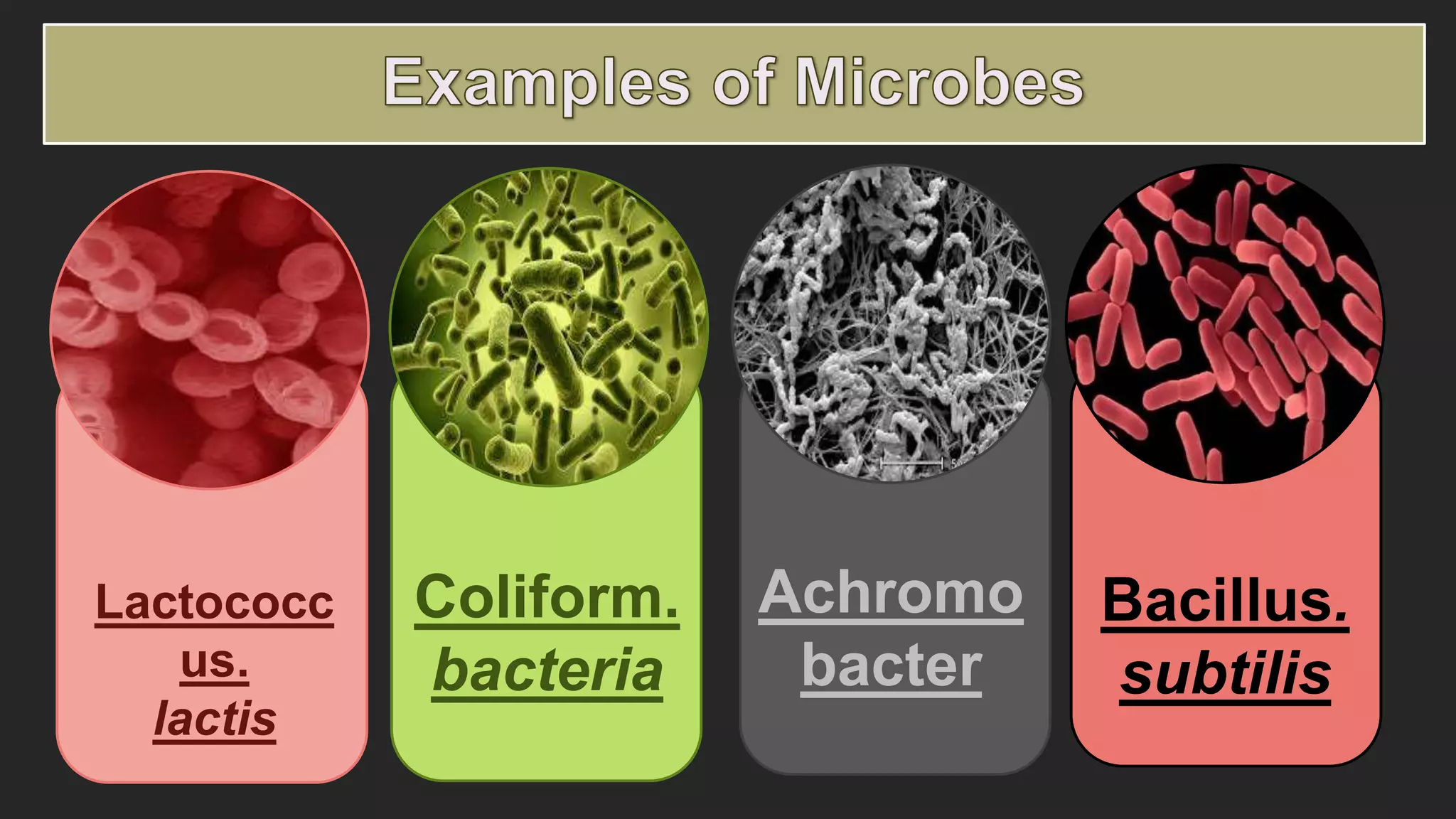 Microbiology of Dairy Products | PPTX