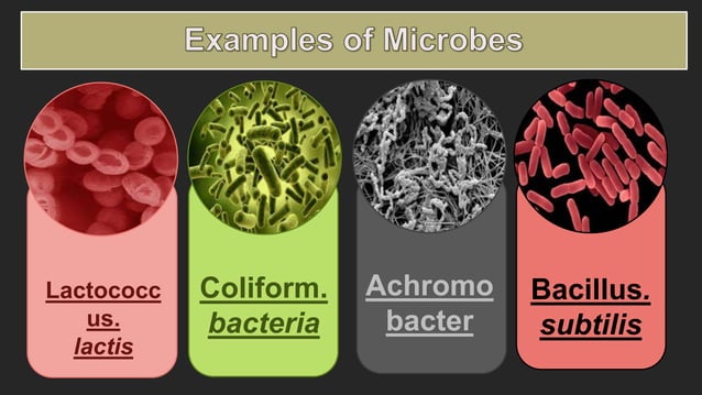 Microbiology of Dairy Products | PPTX | Chemistry | Science