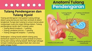 PPT 2 Tulang dan Sendi vhfjhvhnvhvyjgjbm.pptx