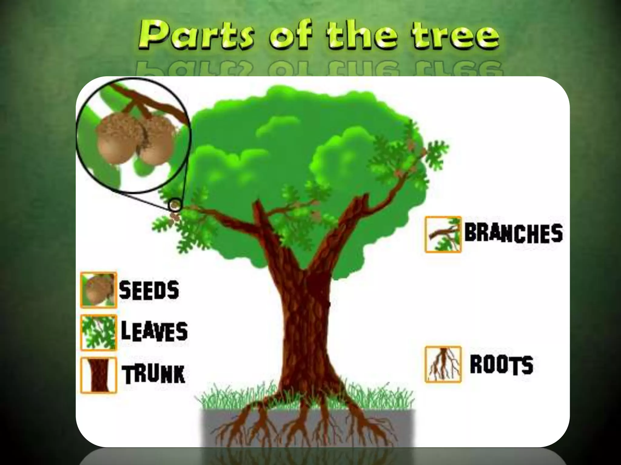 PPT LANDSCAPE (PART 2) PARTS OF THE TREE AND PARTS OF THE FLOWER | PPT
