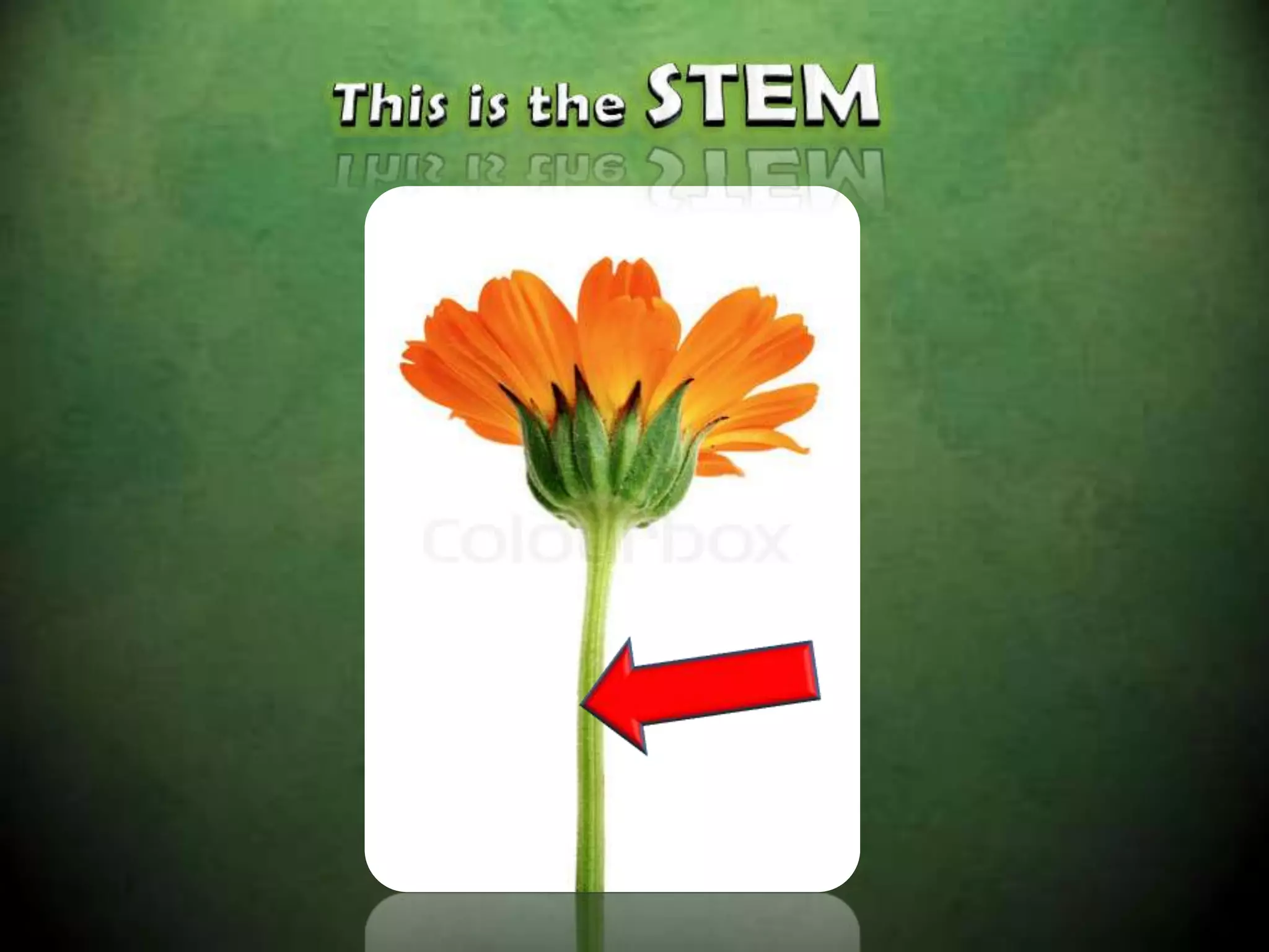 PPT LANDSCAPE (PART 2) PARTS OF THE TREE AND PARTS OF THE FLOWER | PPT