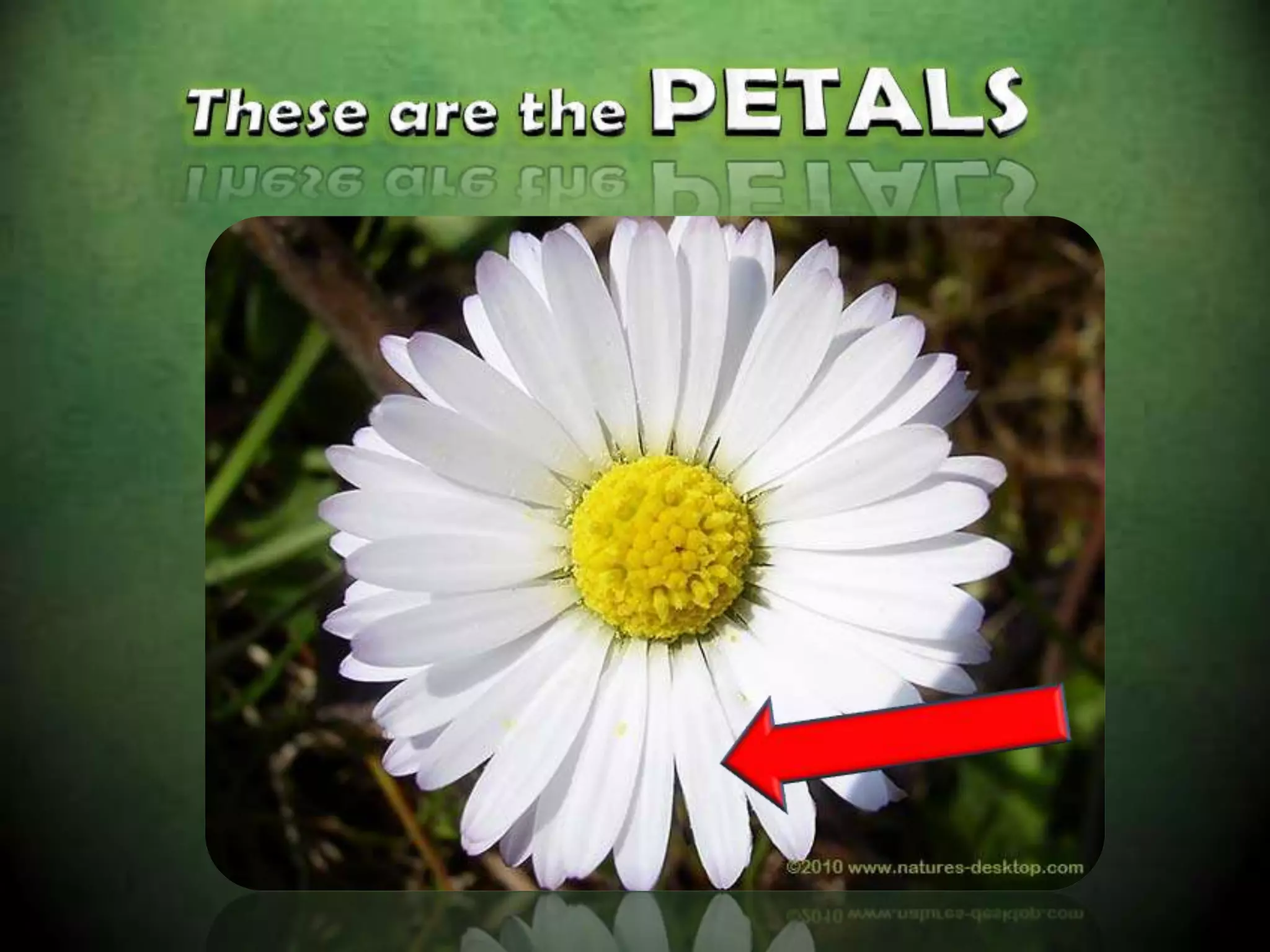 PPT LANDSCAPE (PART 2) PARTS OF THE TREE AND PARTS OF THE FLOWER | PPTX