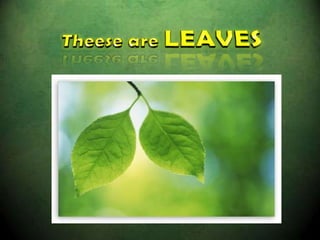 PPT LANDSCAPE (PART 2) PARTS OF THE TREE AND PARTS OF THE FLOWER | PPT