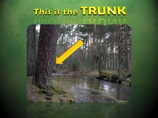 PPT LANDSCAPE (PART 2) PARTS OF THE TREE AND PARTS OF THE FLOWER | PPT