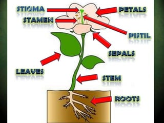 PPT LANDSCAPE (PART 2) PARTS OF THE TREE AND PARTS OF THE FLOWER | PPTX