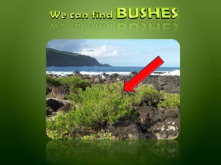 PPT LANDSCAPE (PART 2) PARTS OF THE TREE AND PARTS OF THE FLOWER | PPT