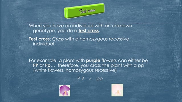 mendel laws of inheritance part 3 | PDF | Genetics | Science