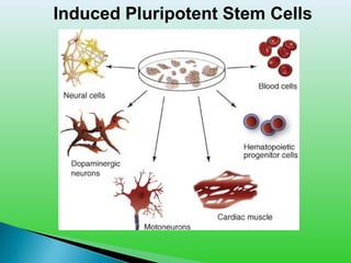 STEM CELL | PPT