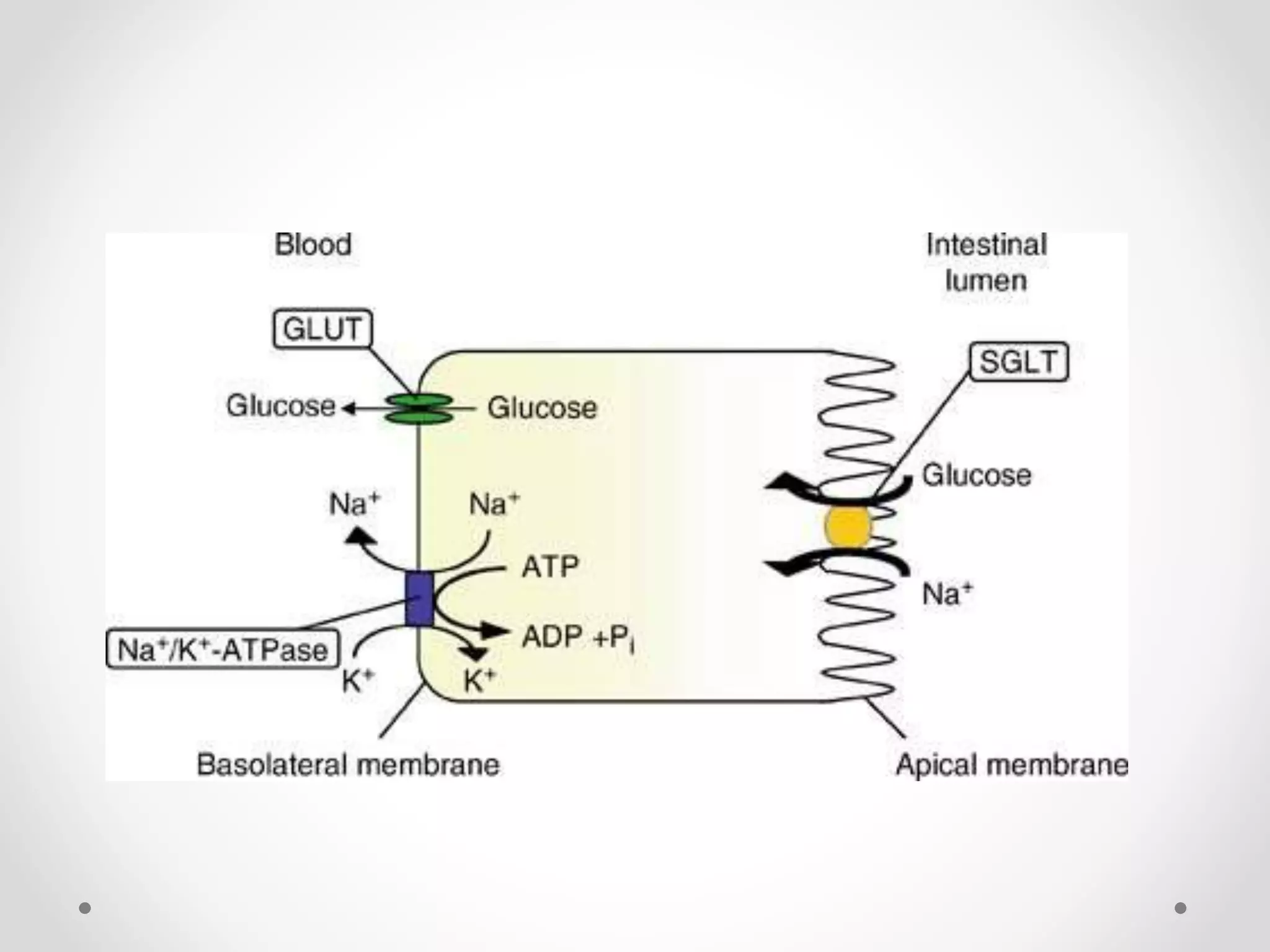 Digestion and Absorption of Carbohydrates- Biochemistry | PPTX