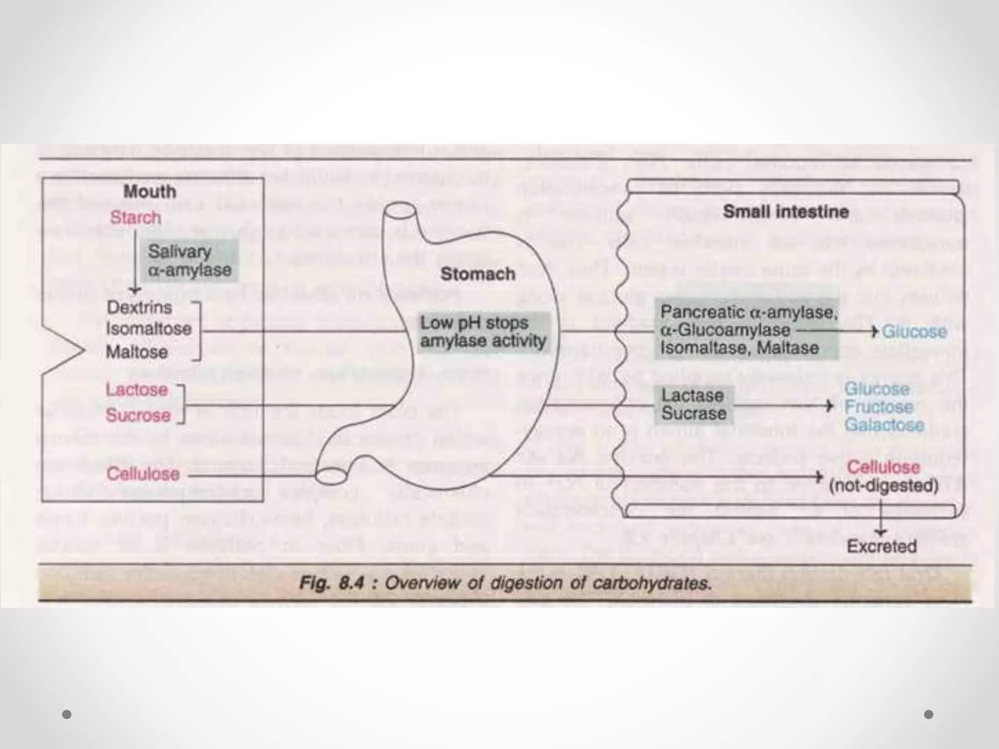 Digestion and Absorption of Carbohydrates- Biochemistry | PPTX