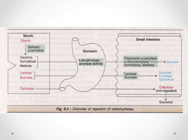 Digestion and Absorption of Carbohydrates- Biochemistry | PPTX ...