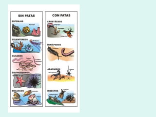 1º ESO Invertebrates English.spanish | PPT