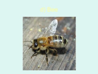 1º ESO Invertebrates English.spanish | PPT