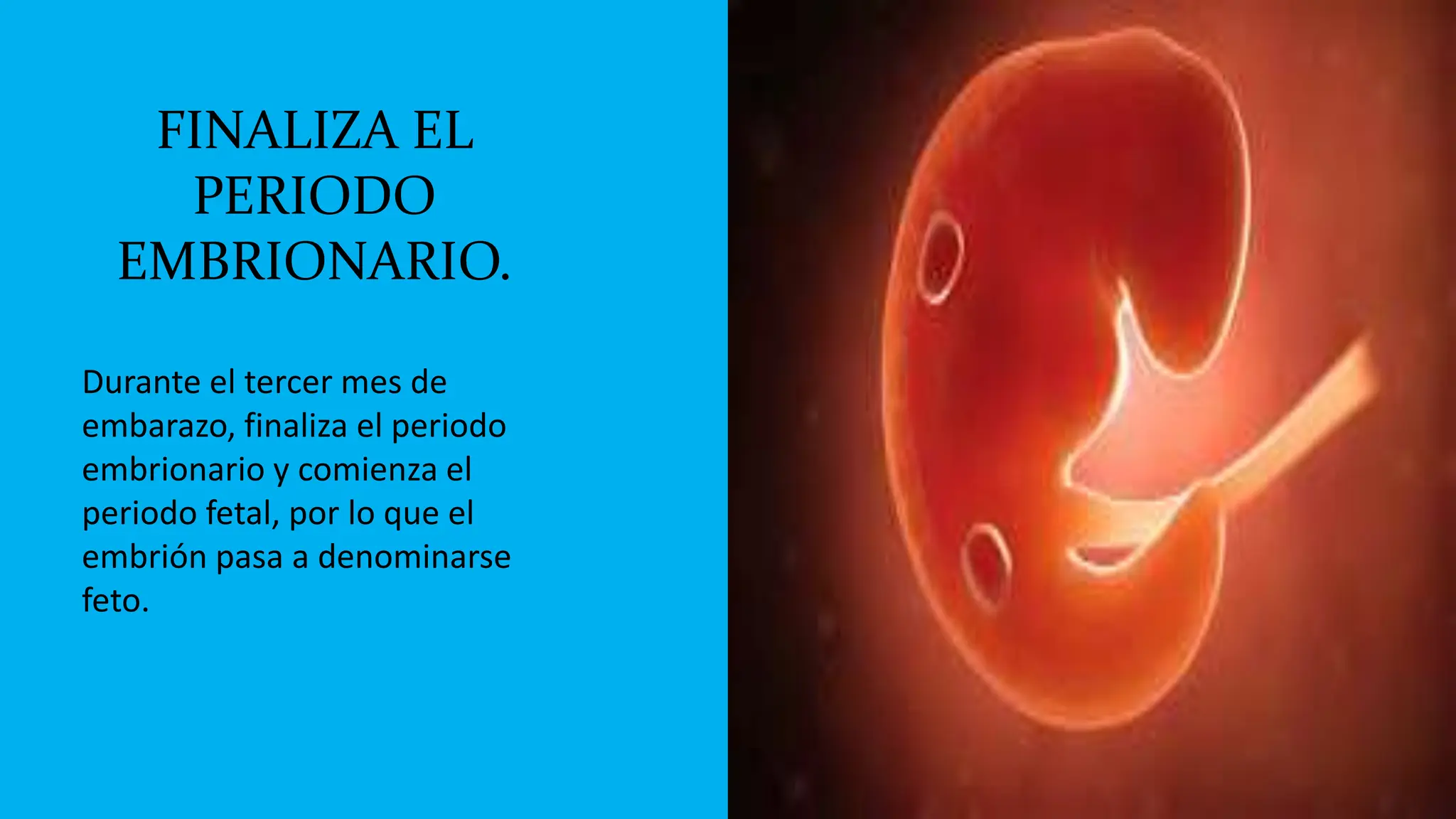 3 Mes De Embarazo Tercer Trimestre Edad Gestacional Ppt