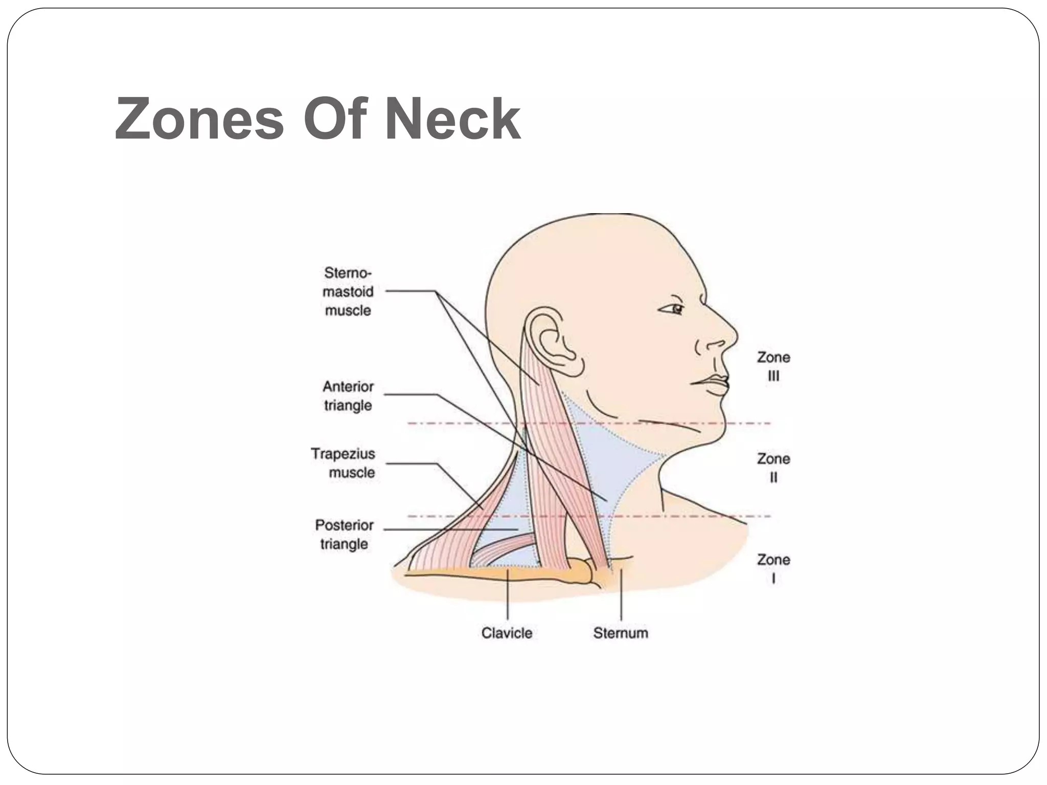 anatomy of neck and its medicolegal importance | PPTX
