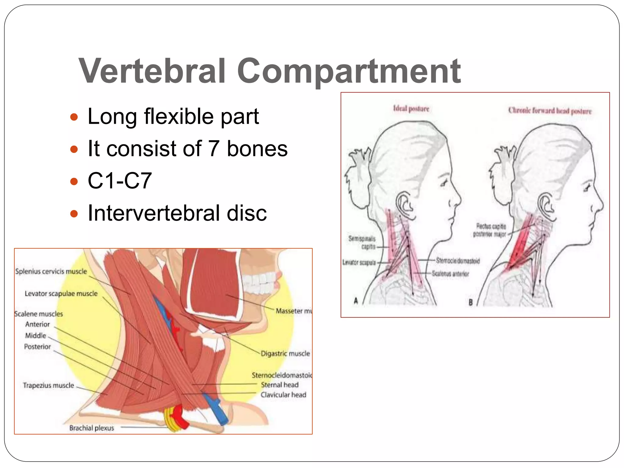 anatomy of neck and its medicolegal importance | PPTX