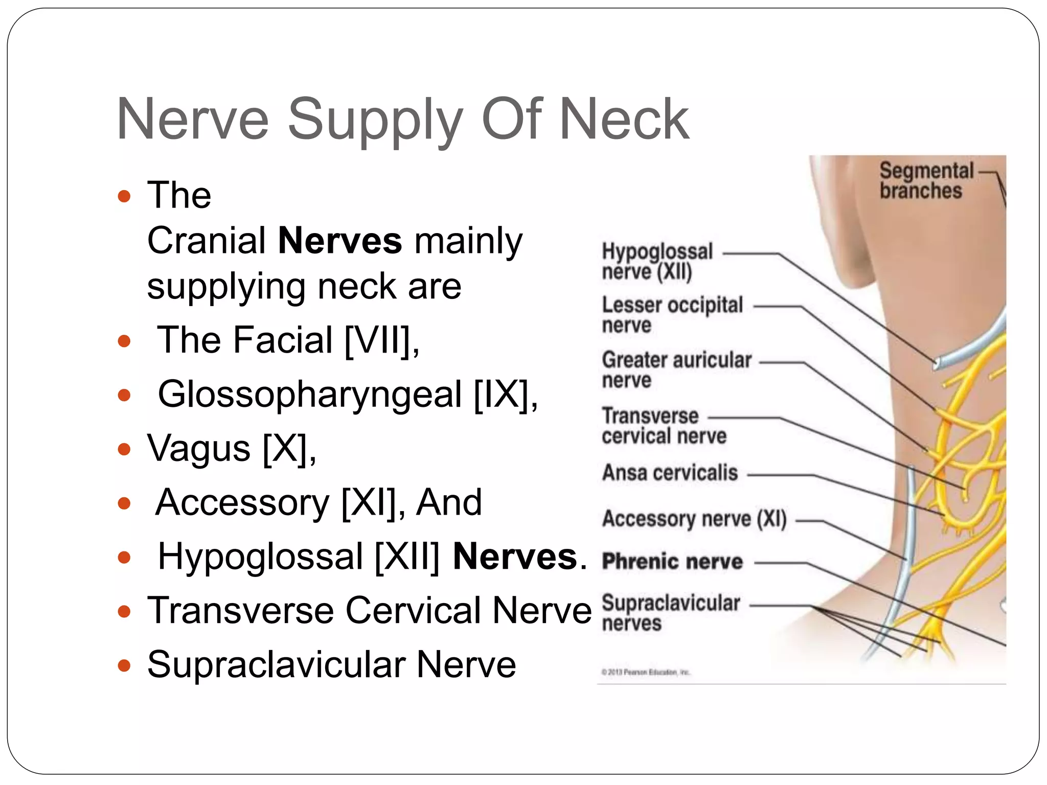 anatomy of neck and its medicolegal importance | PPTX