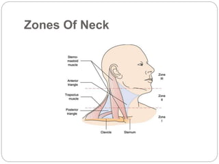 anatomy of neck and its medicolegal importance | PPTX