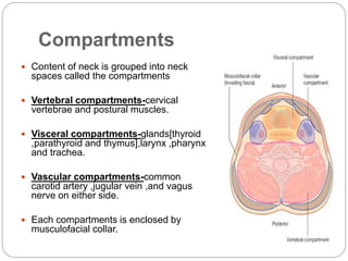 anatomy of neck and its medicolegal importance | PPTX