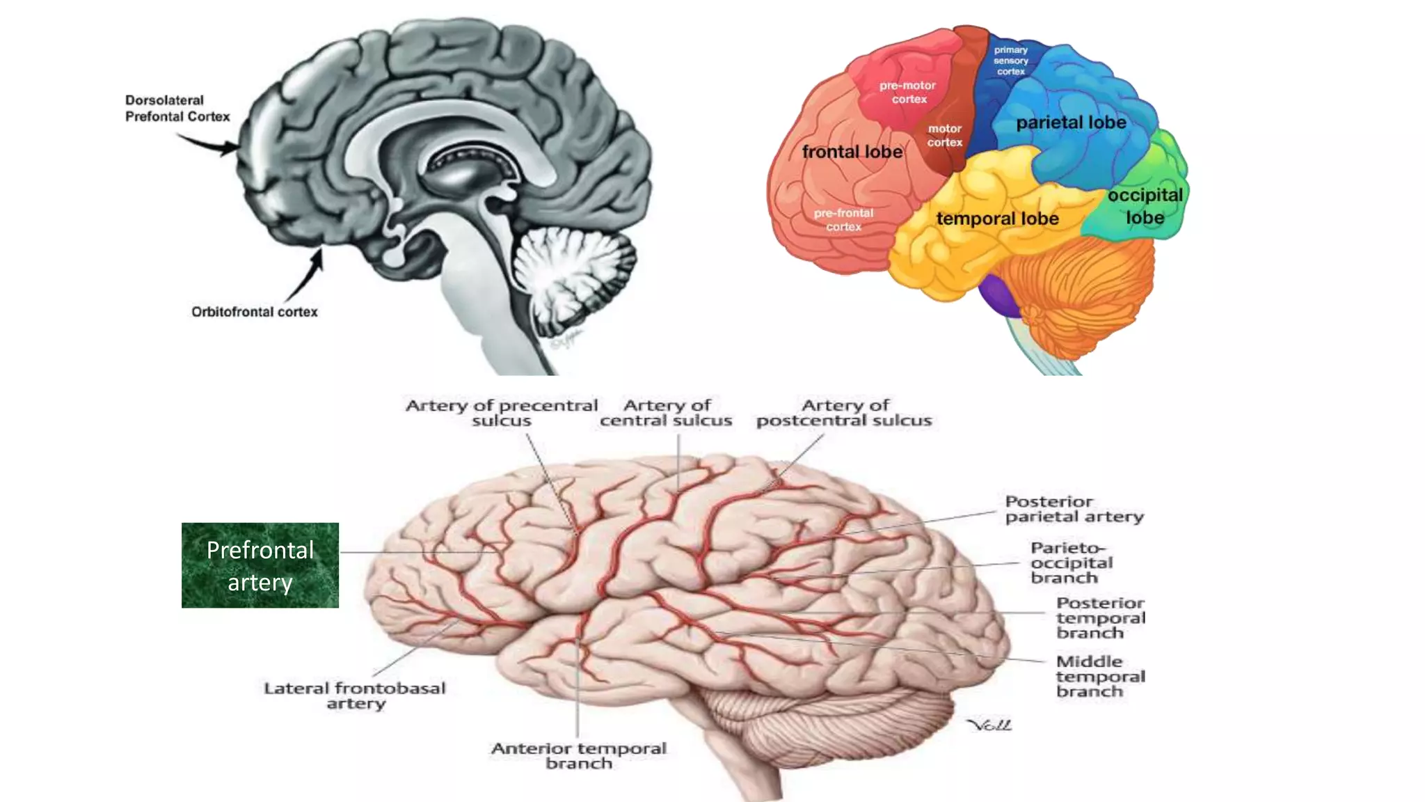 distribution of body schema and spatial relationship | PPTX