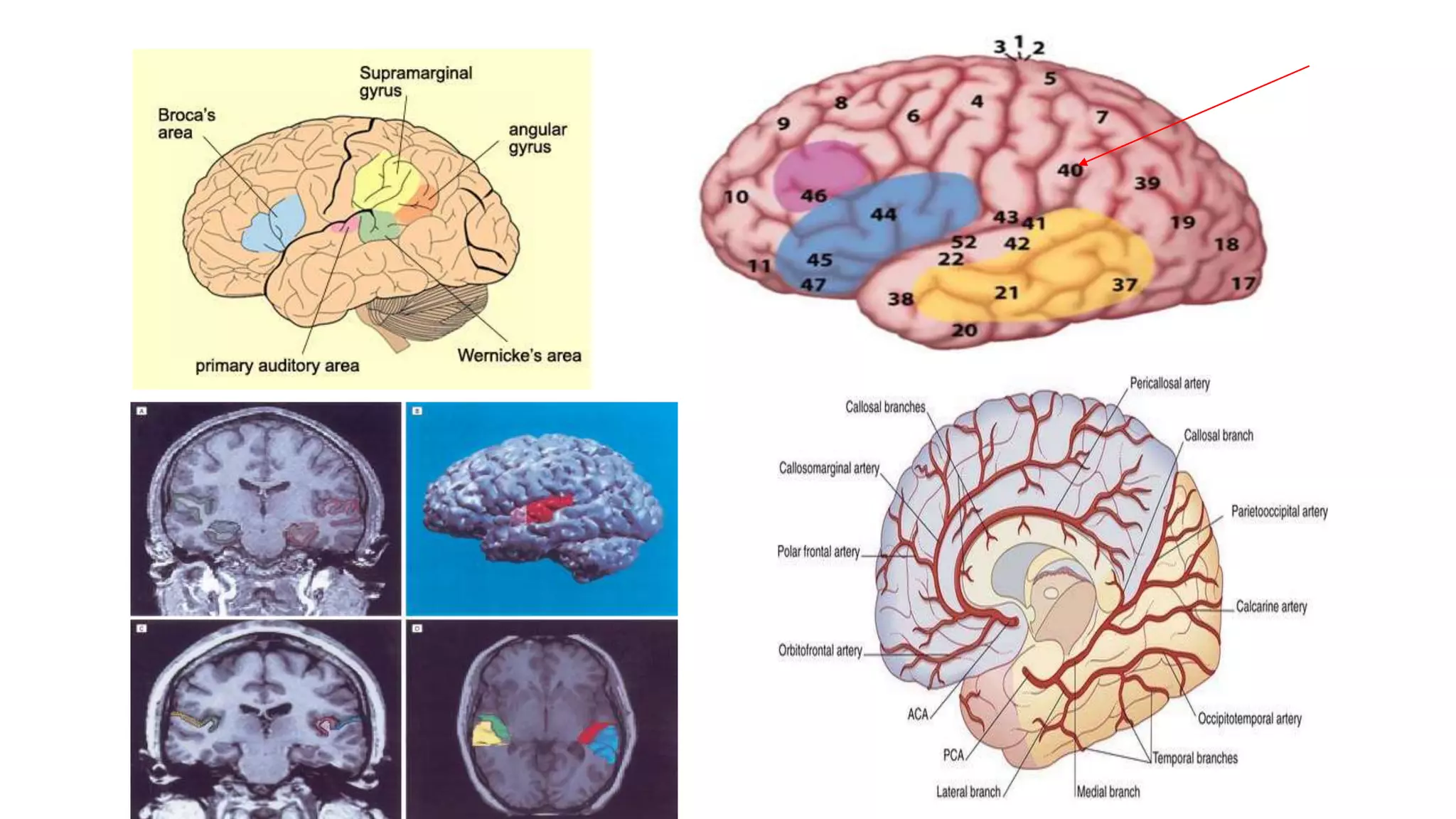 distribution of body schema and spatial relationship | PPTX