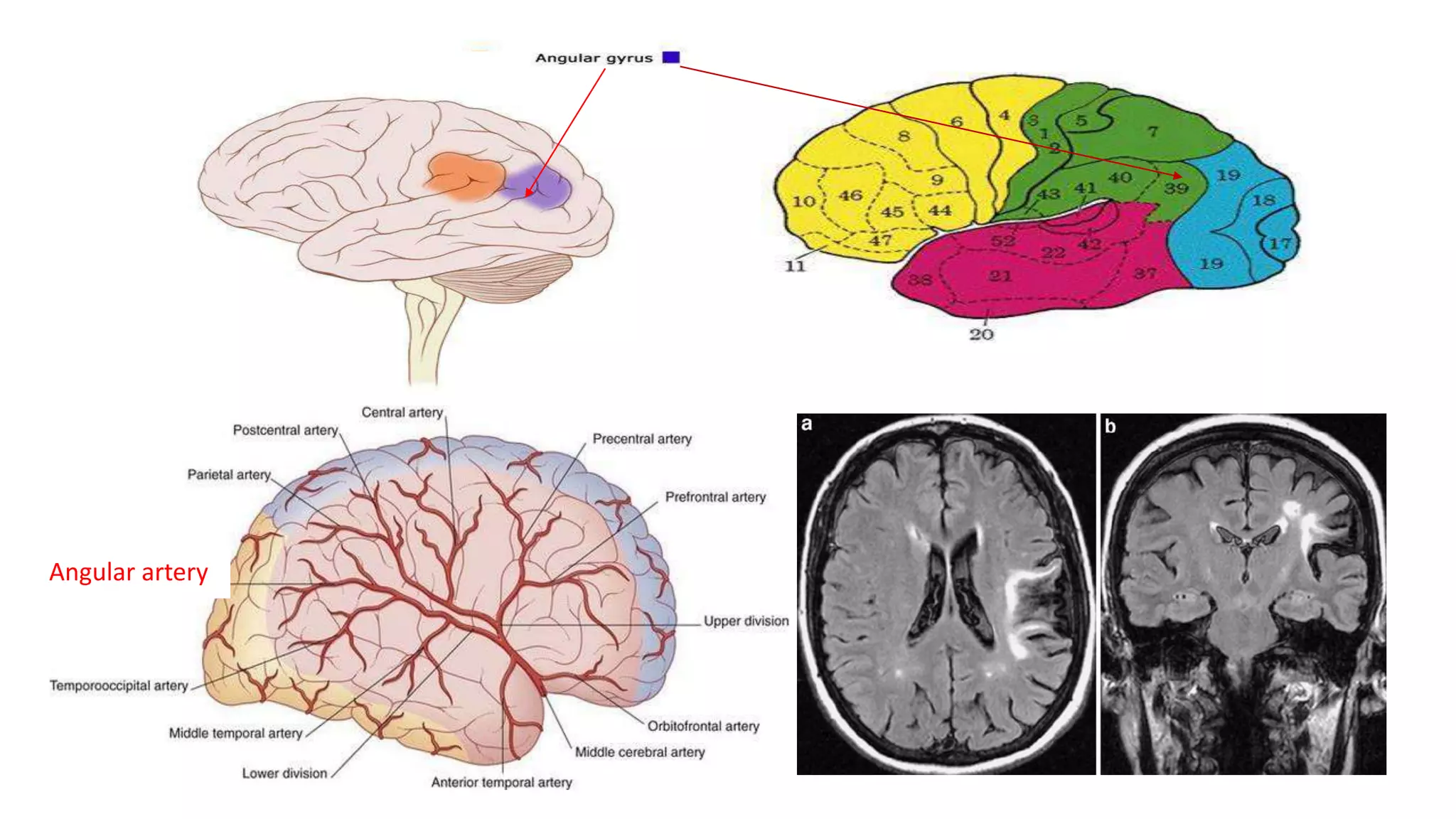 distribution of body schema and spatial relationship | PPTX