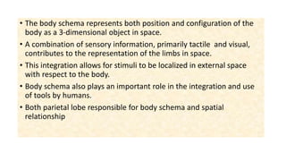 distribution of body schema and spatial relationship | PPTX