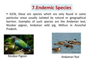 Endemic Species Mithun