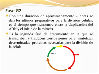 Ppt 4 ciclo celular | PPT