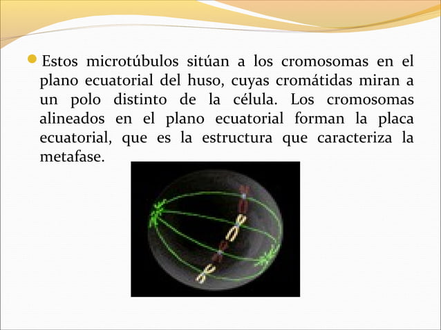 Ppt 4 ciclo celular | PPT