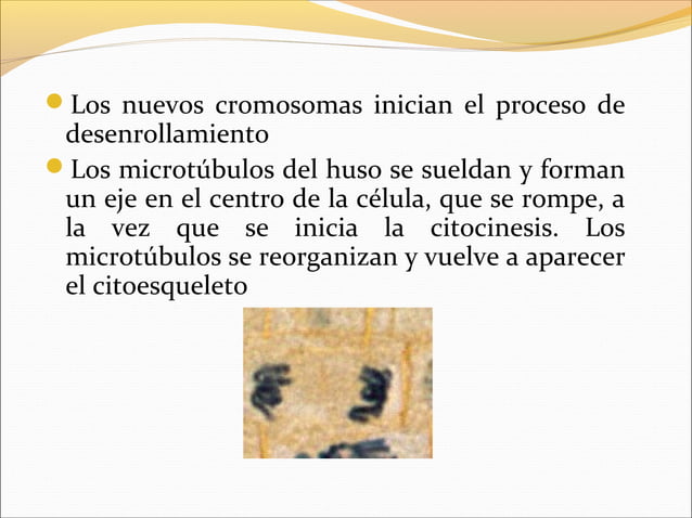 Ppt 4 ciclo celular | PPT