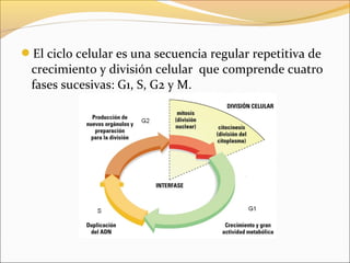 Ppt 4 ciclo celular | PPT