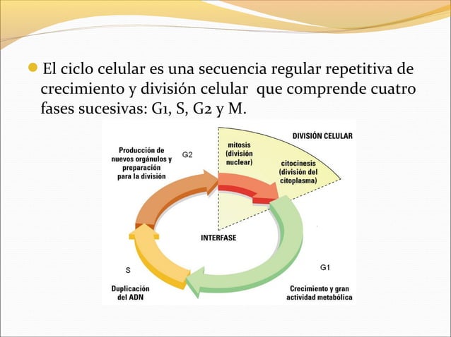 Ppt 4 ciclo celular | PPT