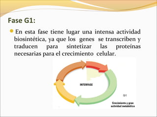 Ppt 4 ciclo celular | PPT