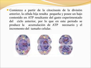 Ppt 4 ciclo celular | PPT