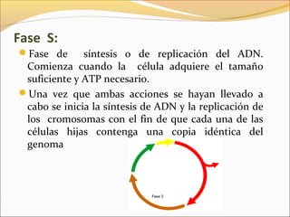 Ppt 4 ciclo celular | PPT