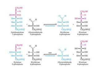 PPT4 Hexose monophoshate pathway.ppt