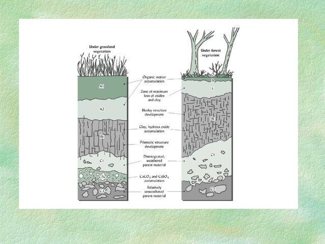 ppt_4_Soil Forming Factors Soil Physical Properties | PPT