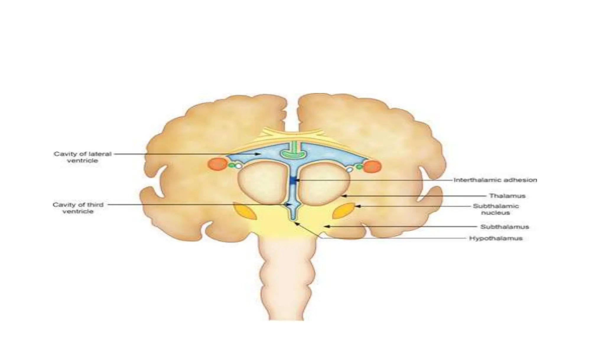 ppt (5).ppt brain parts anatomy of bs mls | PPT