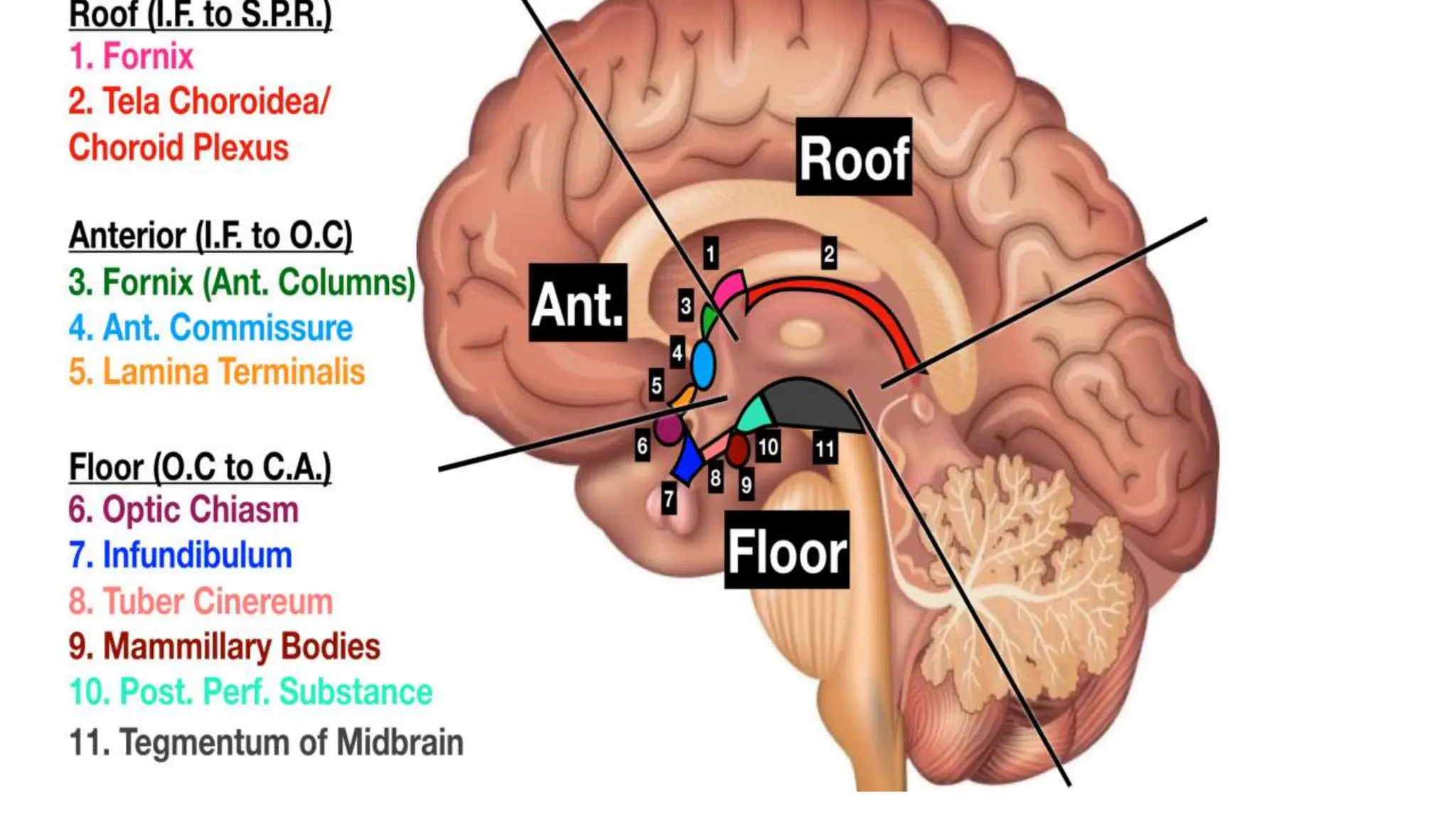 ppt (5).ppt brain parts anatomy of bs mls | PPT