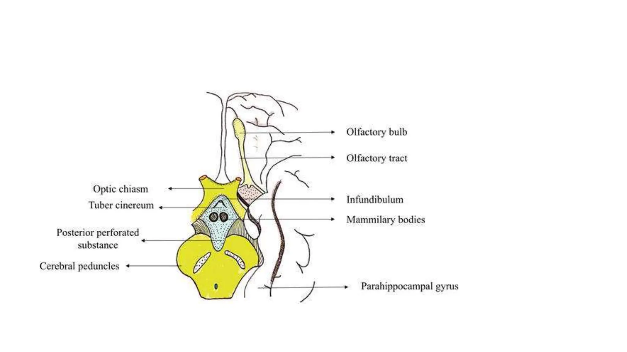 ppt (5).ppt brain parts anatomy of bs mls | PPT
