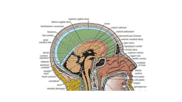 ppt (5).ppt brain parts anatomy of bs mls | PPT