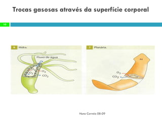 Ppt 5 Trocas Gasosas Em Seres Multicelulares (Animais) | PDF