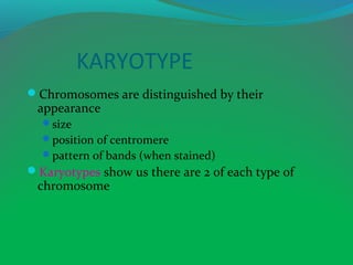 KATYOTYPING | PPT