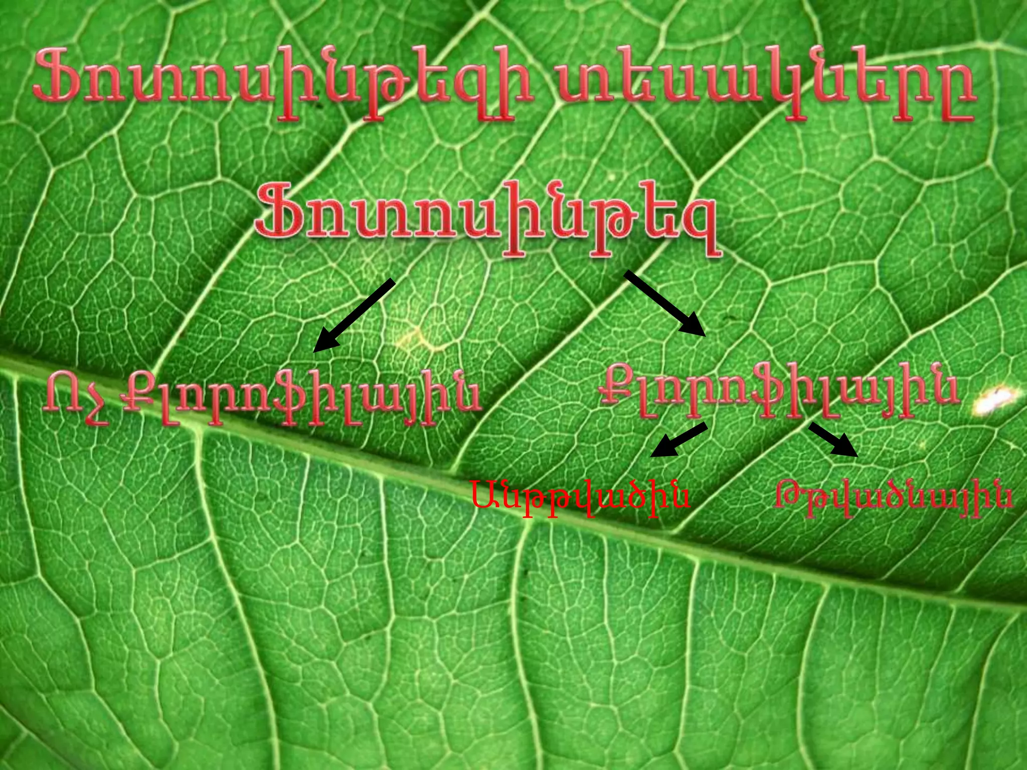 FOTOSINTEZ BY DAV | PPT