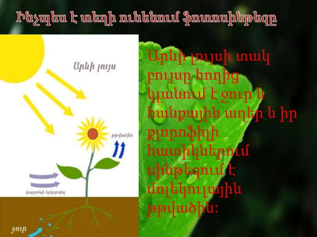 FOTOSINTEZ BY DAV | PPT