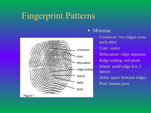BIOMETRICS FINGER PRINT TECHNOLOGY | PPT | Technology & Computing