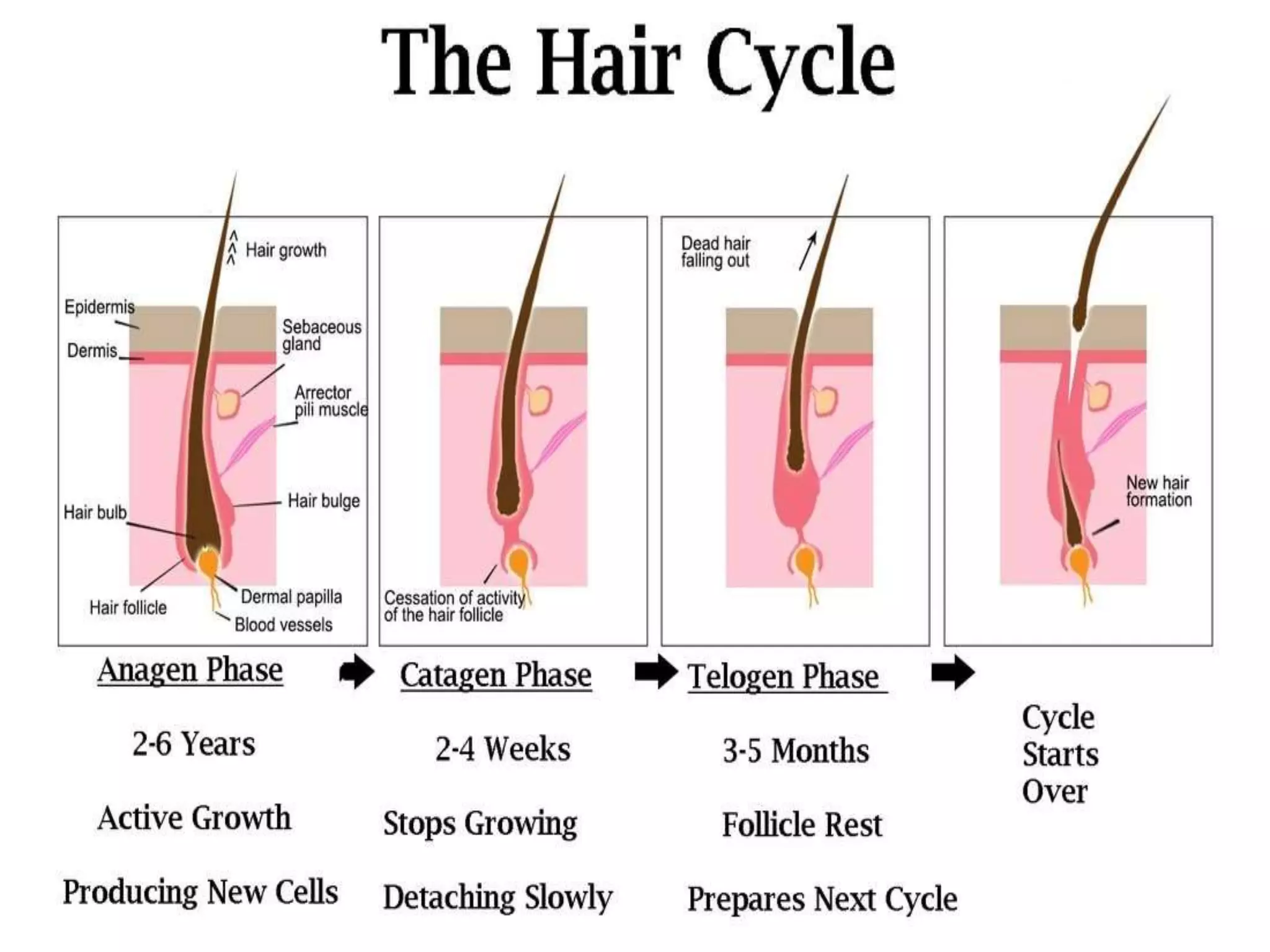 anatomy of hair and its medicolegal importance | PPTX