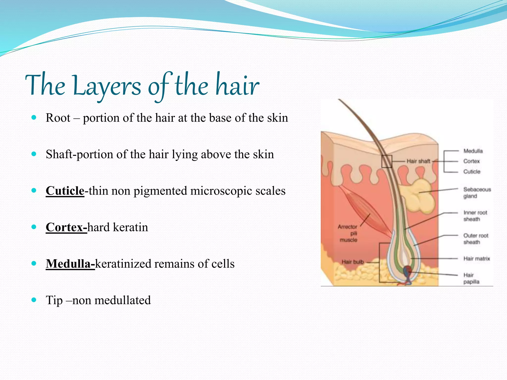 anatomy of hair and its medicolegal importance | PPTX